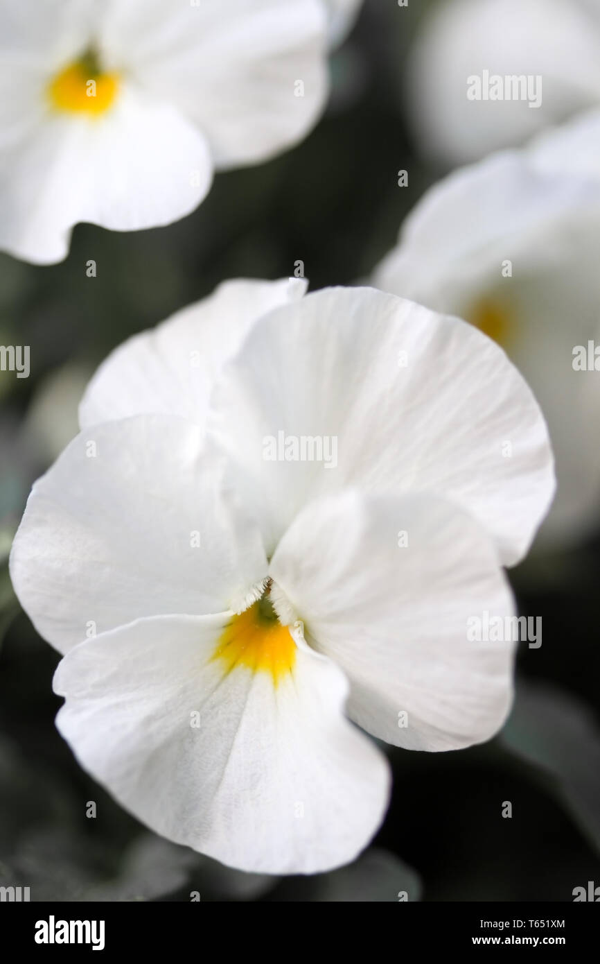 Horned or Tufted Pansy Stock Photo - Alamy