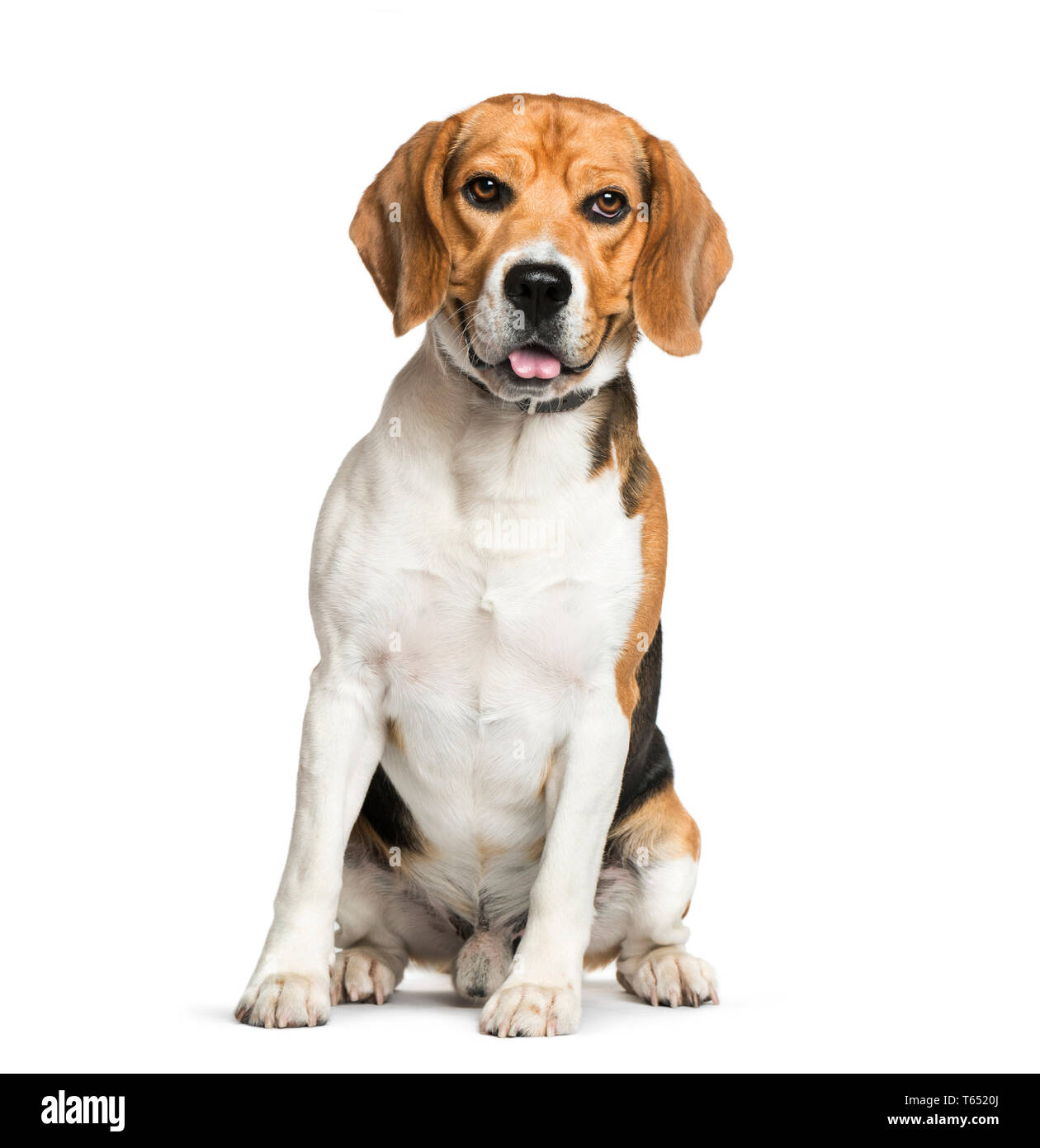 Beagle sitting in front of white background Stock Photo - Alamy