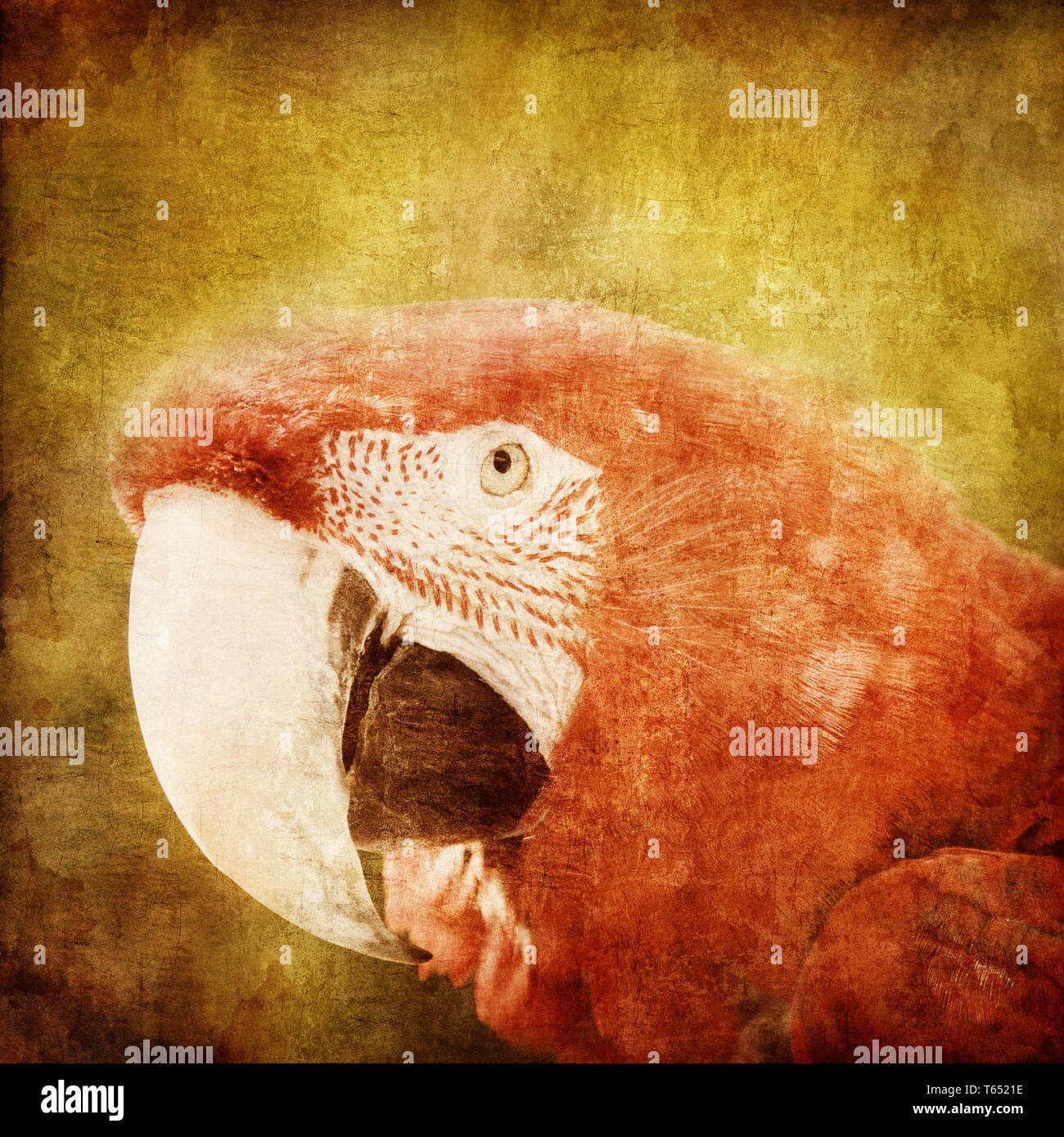 Zebra parrot hi-res stock photography and images - Alamy