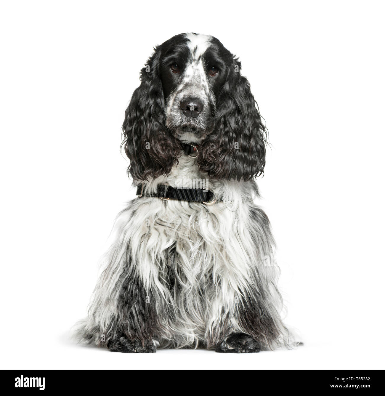 Cocker Spaniel Black And Grey