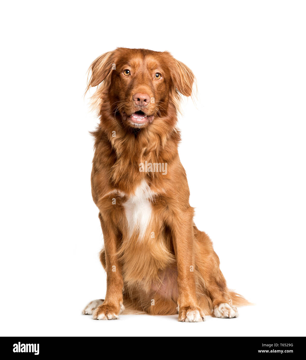 Toller dog hi-res stock photography and images - Alamy