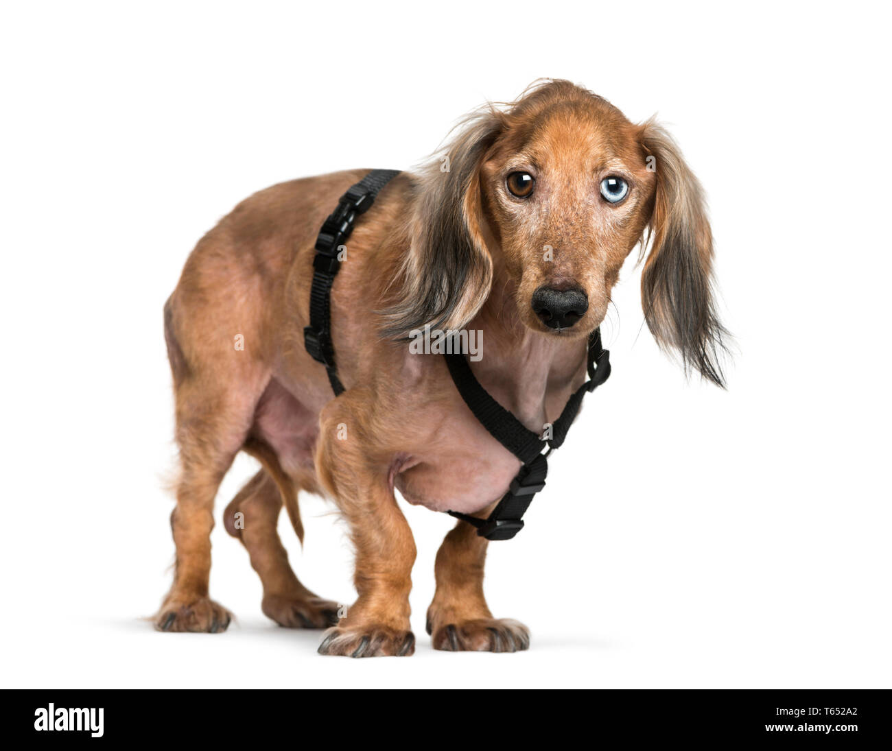 Sausage Dog Cut Out Stock Images & Pictures - Alamy