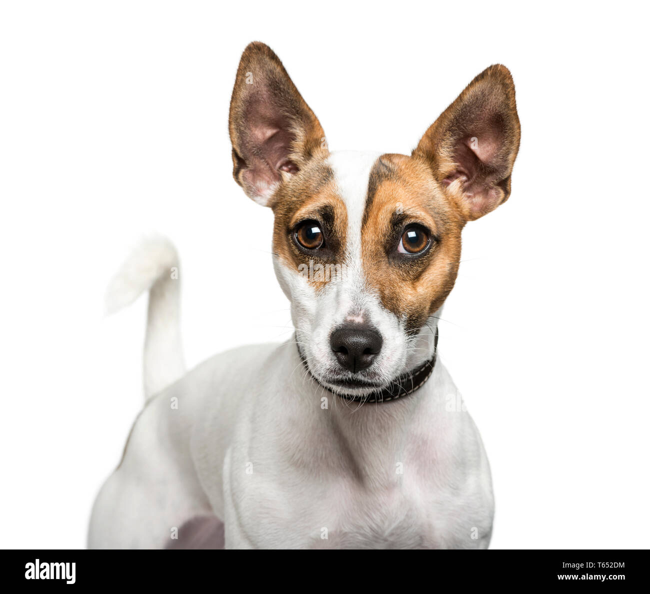Jack Russell Terrier in front of white background Stock Photo - Alamy