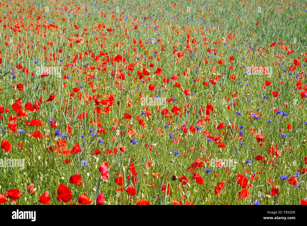 a field of blooming poppies Stock Photo - Alamy