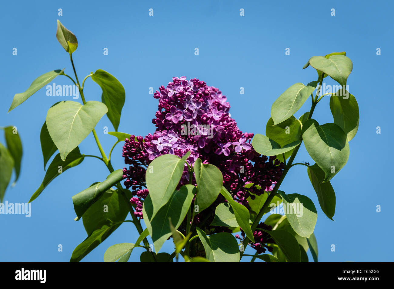 Lilac in bloom in the spring Stock Photo - Alamy