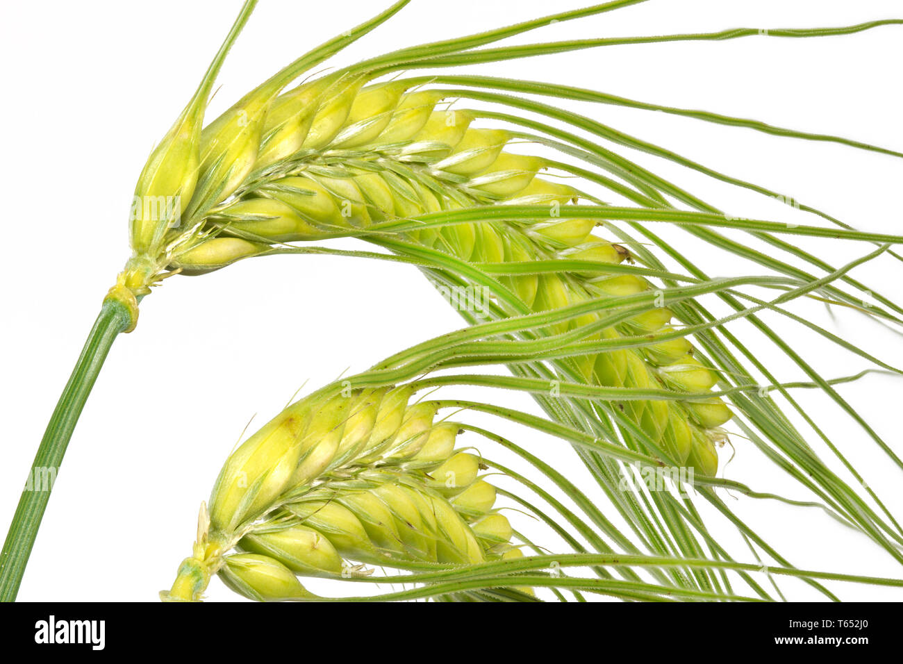 Barley, Hordeum vulgare Stock Photo - Alamy
