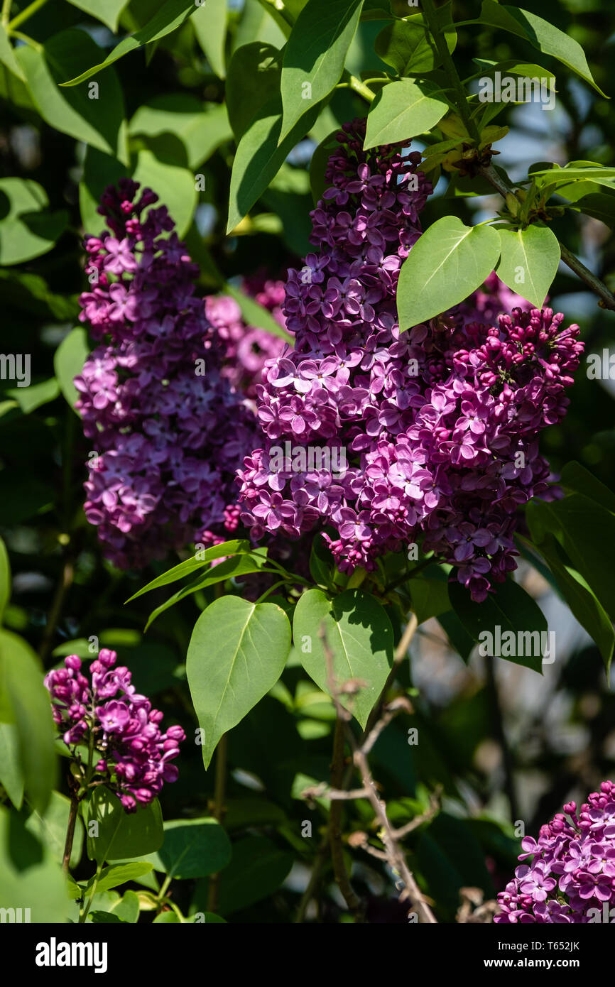 Lilac vegetal hi-res stock photography and images - Alamy