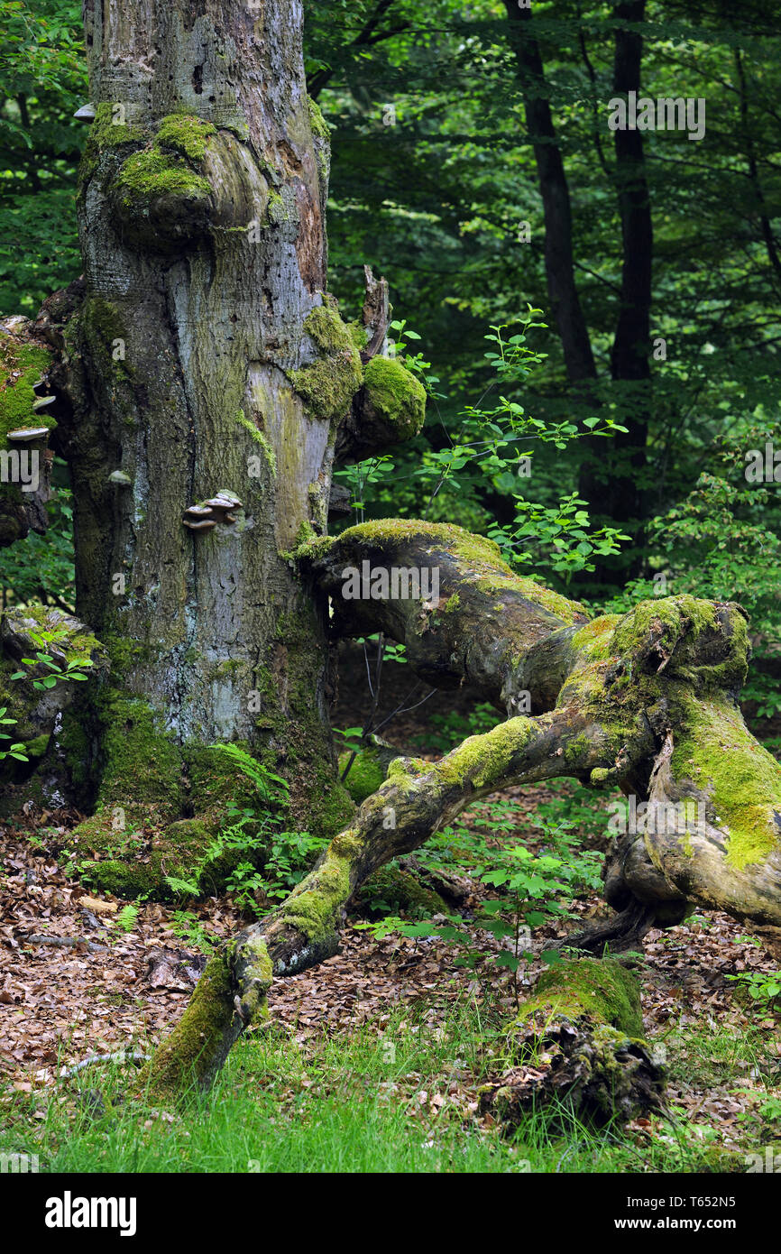 Primeval Forest Sababurg, Hesse, Germany Stock Photo - Alamy