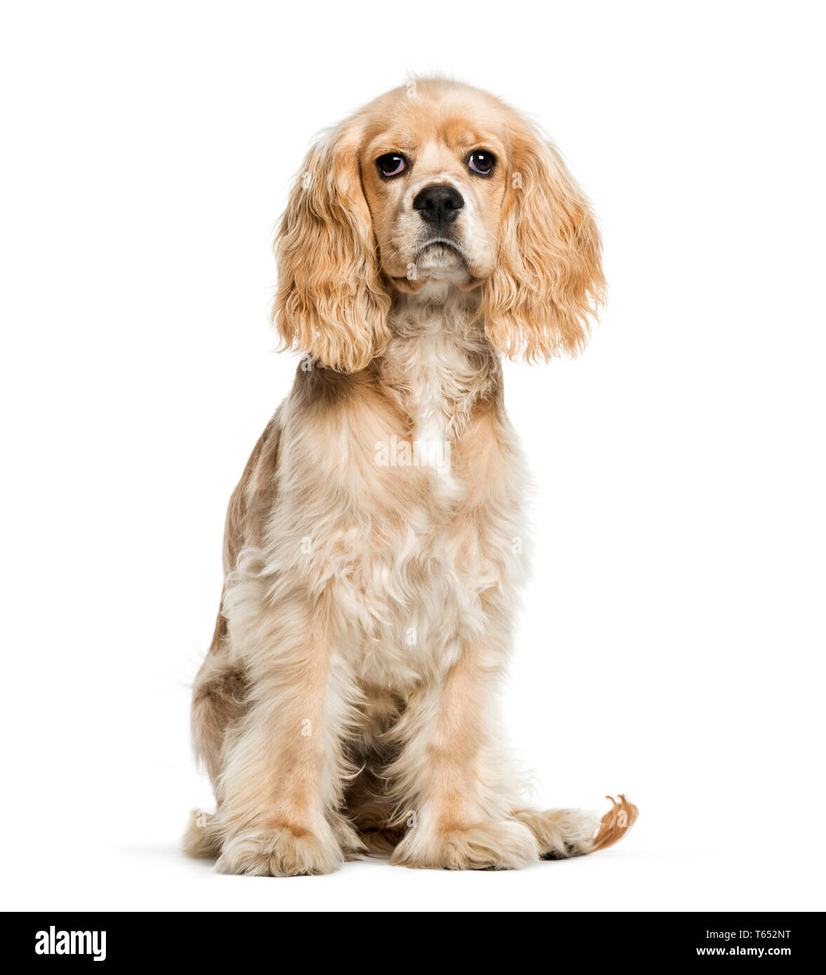 American Cocker Spaniel, 5 months old, sitting in front of white ...