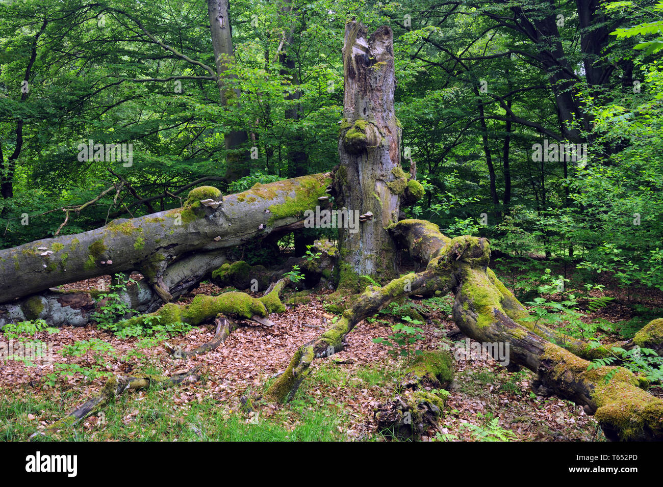 Primeval Forest Sababurg, Hesse, Germany Stock Photo - Alamy