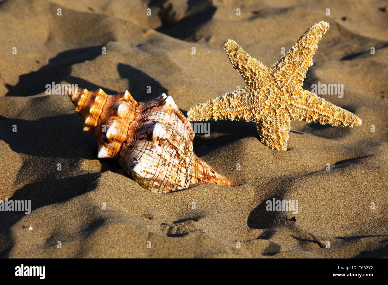 Sandy beach with Mussels Stock Photo - Alamy