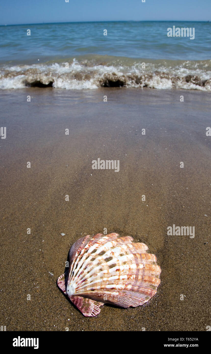 Sandy beach with Mussels Stock Photo - Alamy