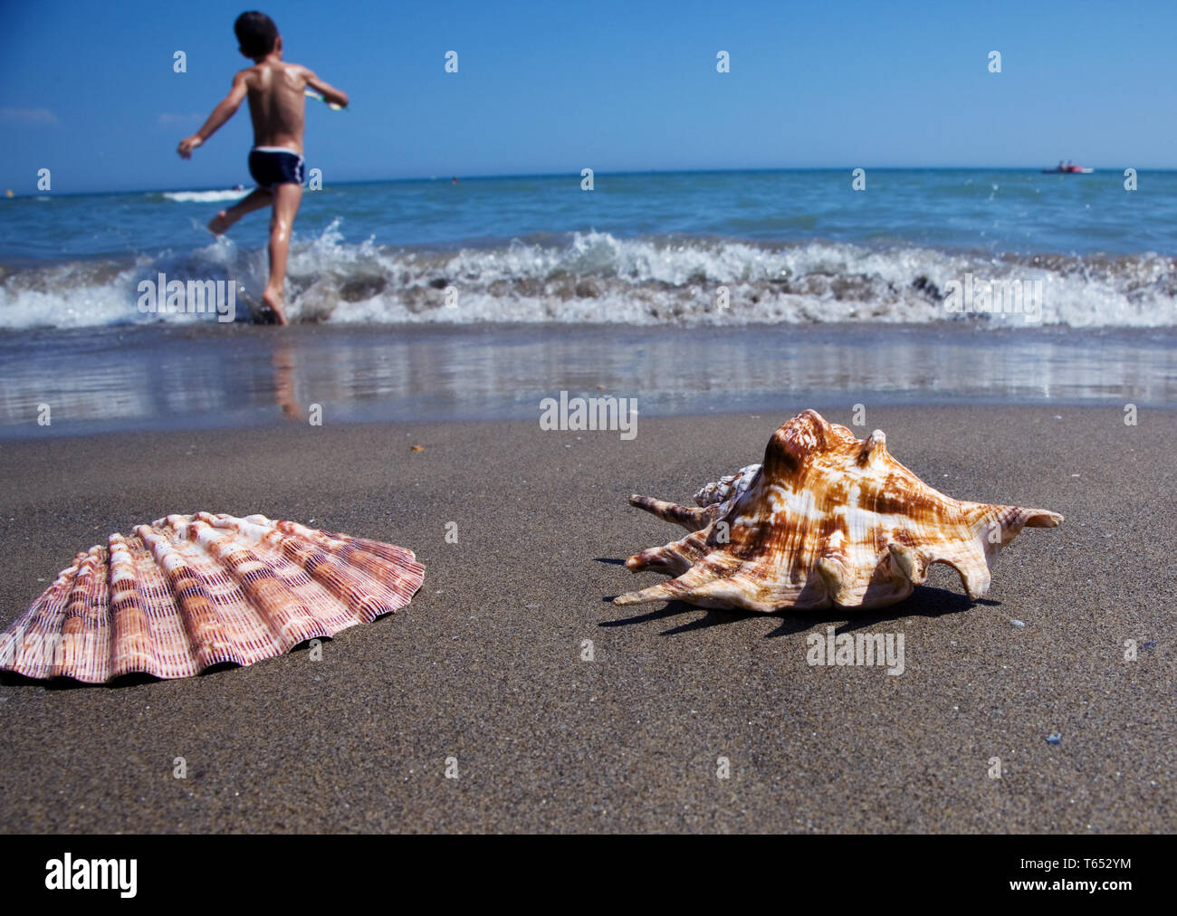 Sandy beach with Mussels Stock Photo - Alamy