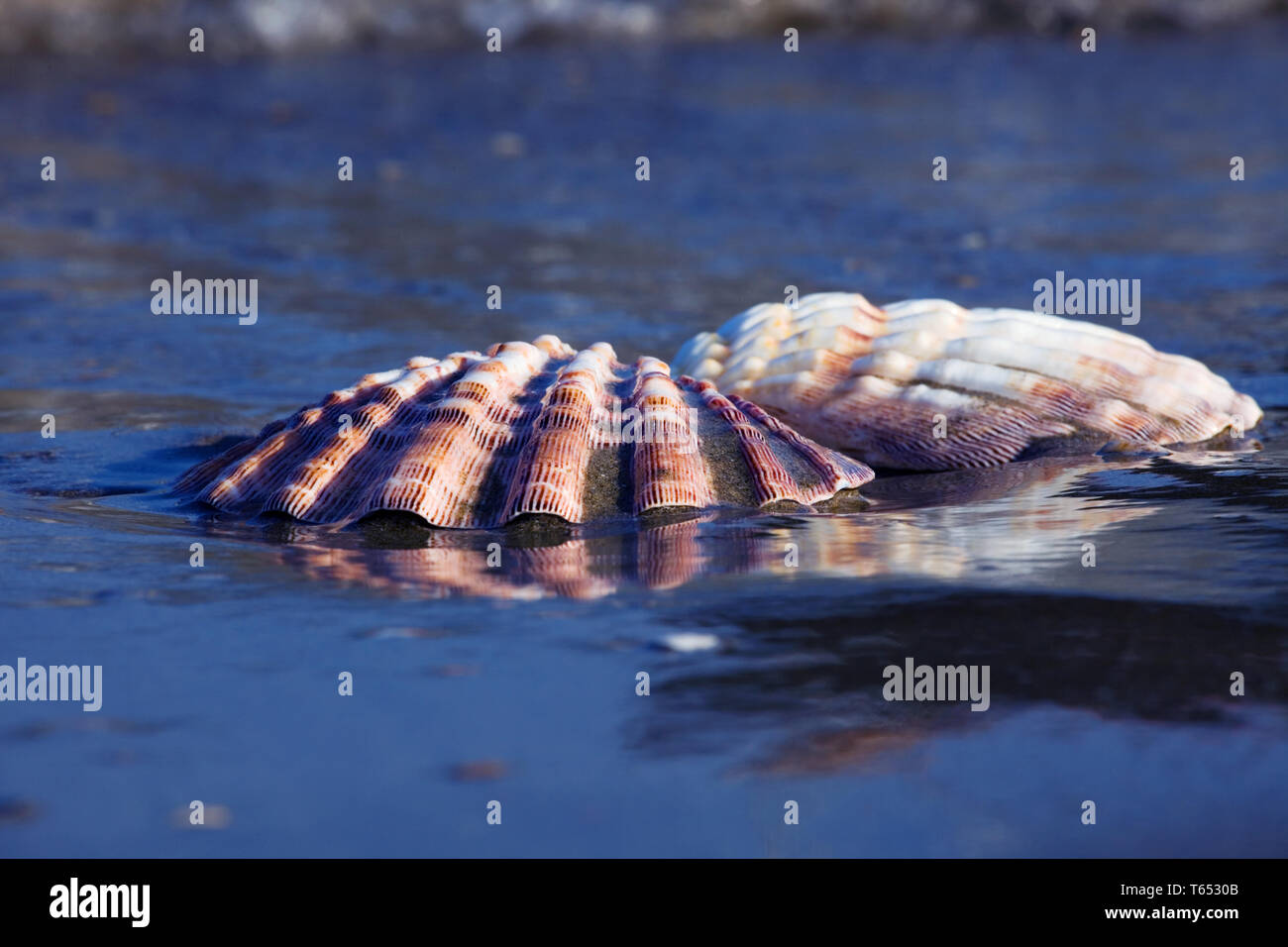 Sandy beach with Mussels Stock Photo - Alamy