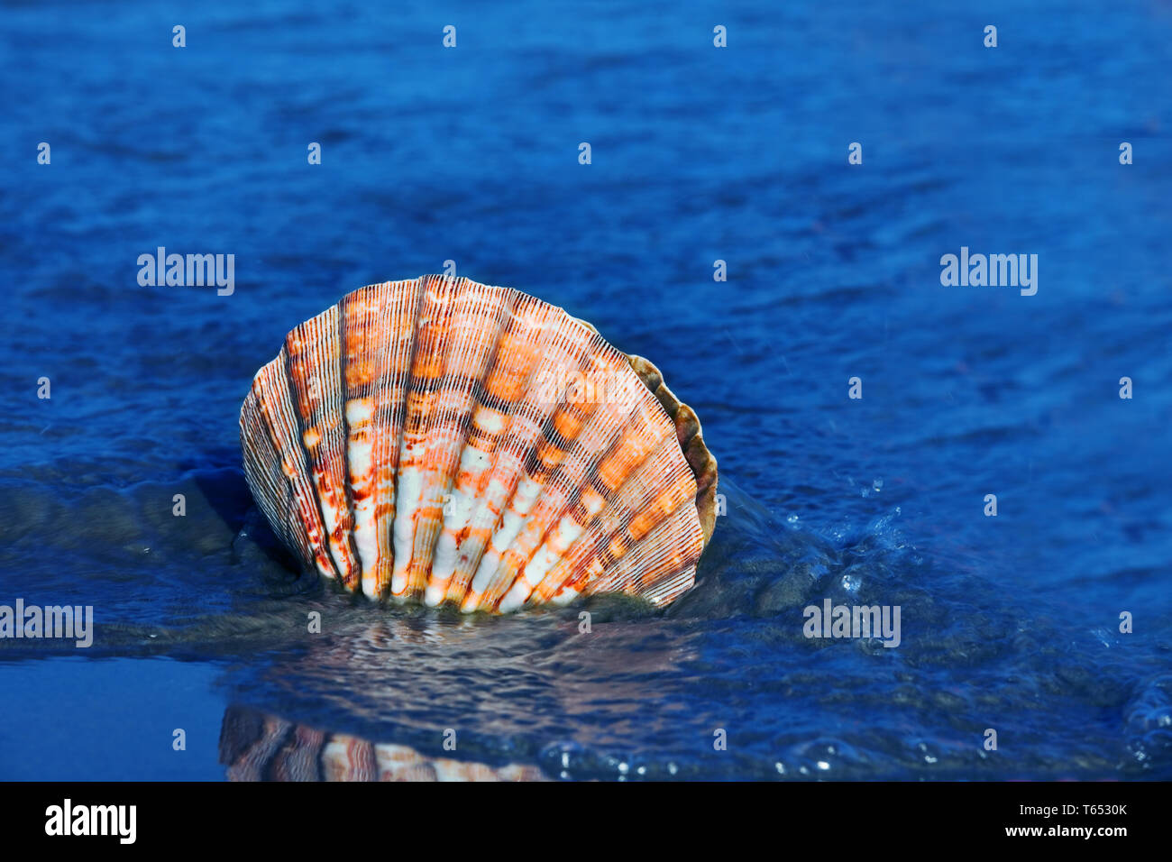 Sandy beach with Mussels Stock Photo - Alamy