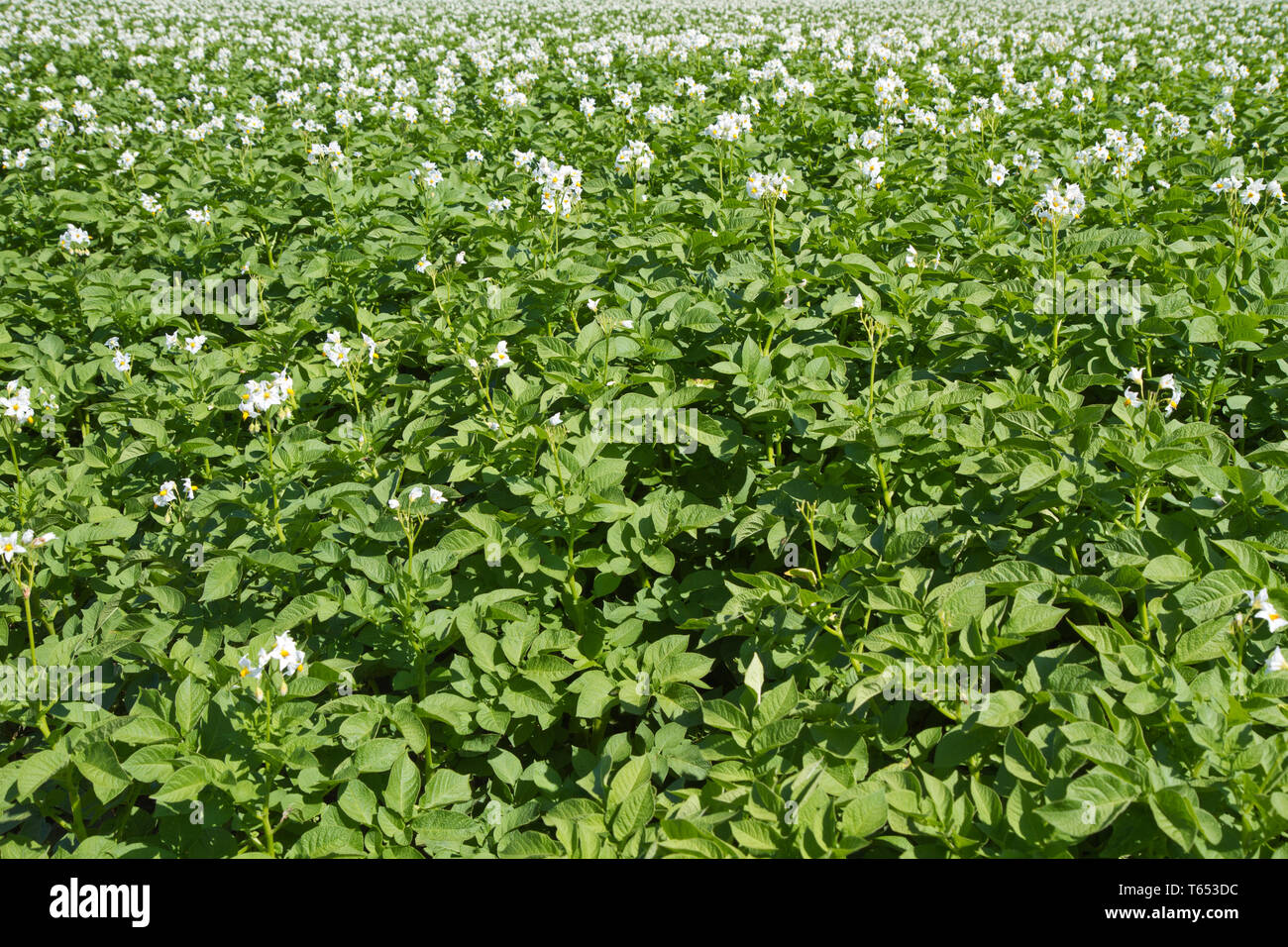 Potatoe farming europe hi-res stock photography and images - Alamy