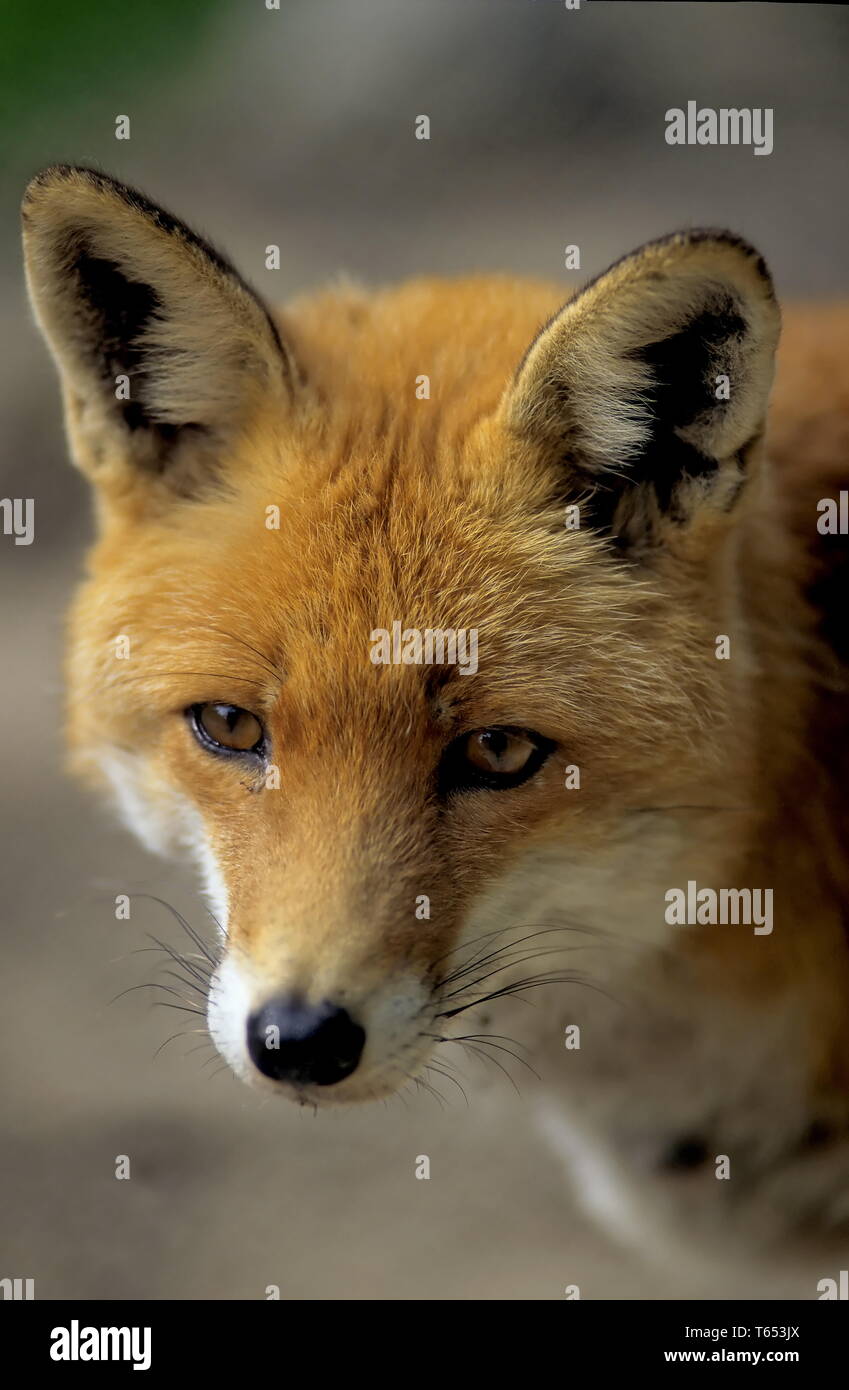 European Red Fox, Germany Stock Photo - Alamy