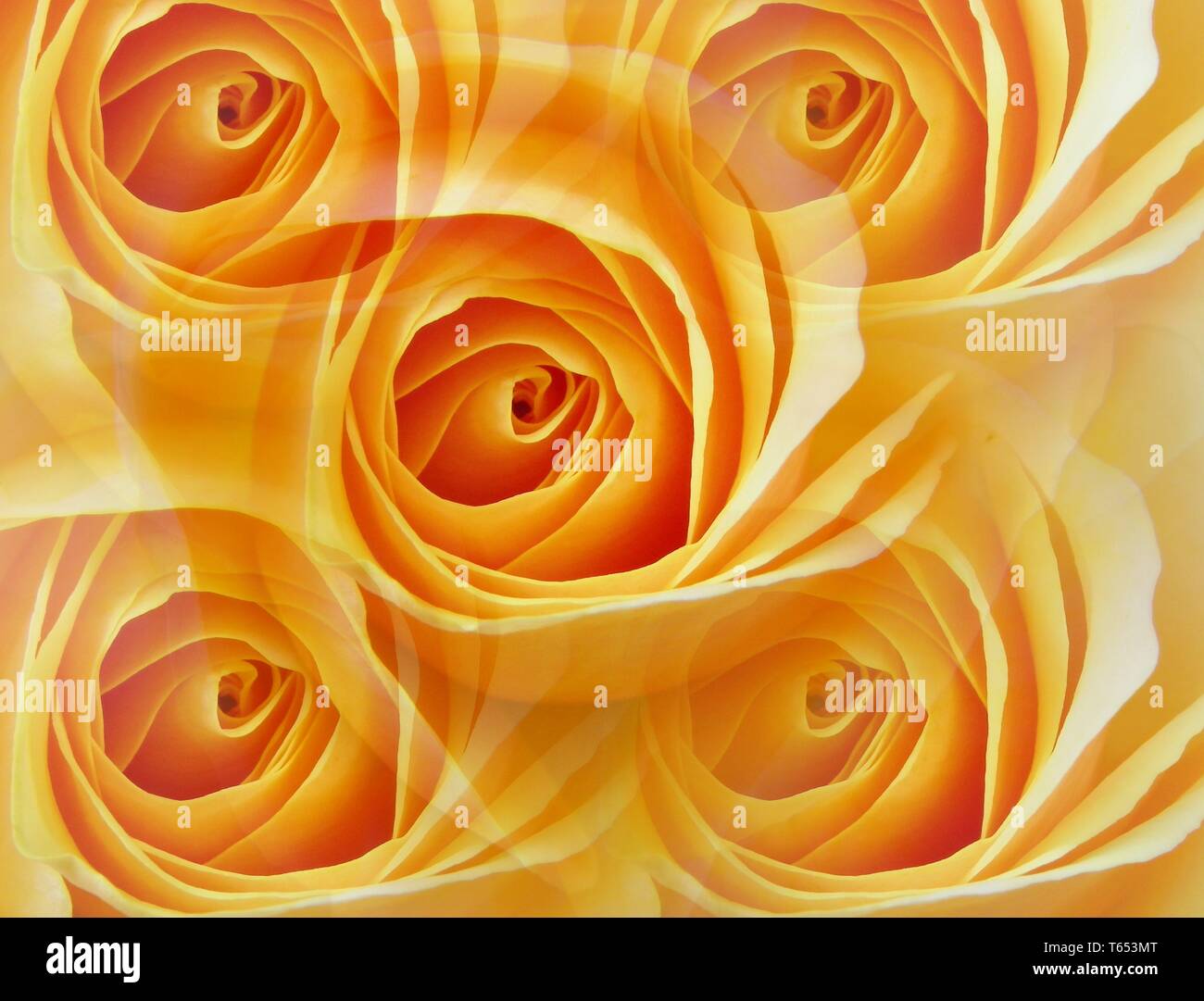 Gerald rose hi-res stock photography and images - Alamy