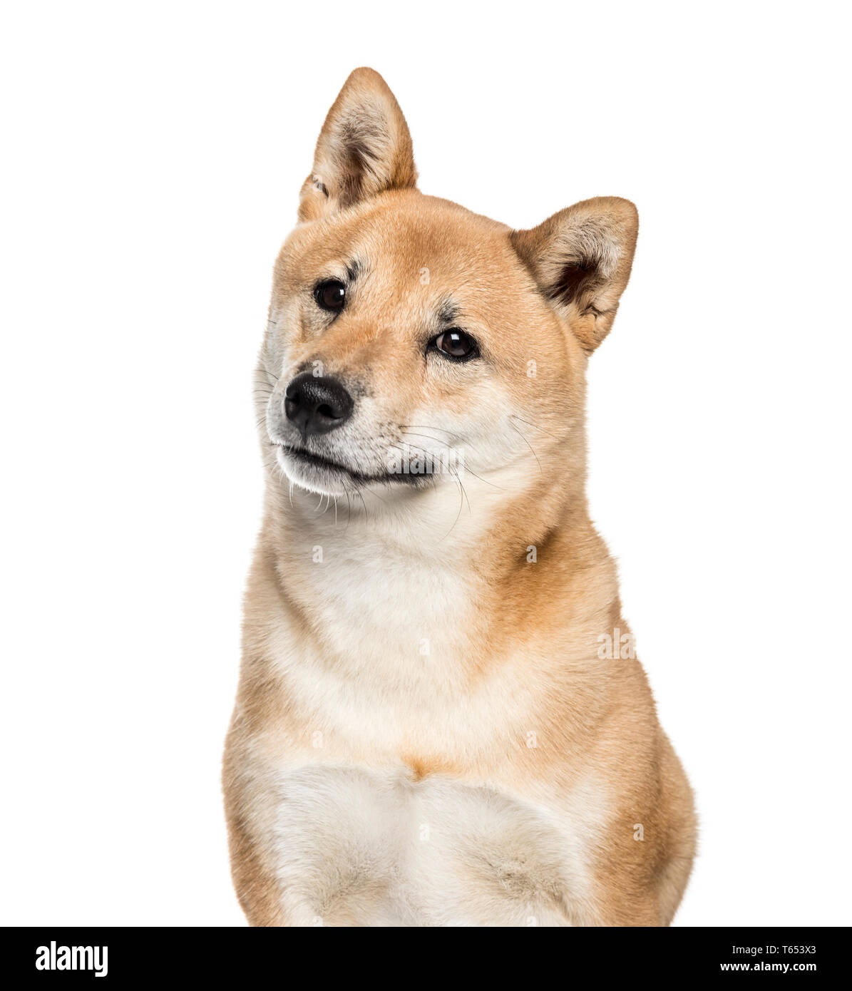Shiba Inu, 2 years old, in front of white background Stock Photo - Alamy