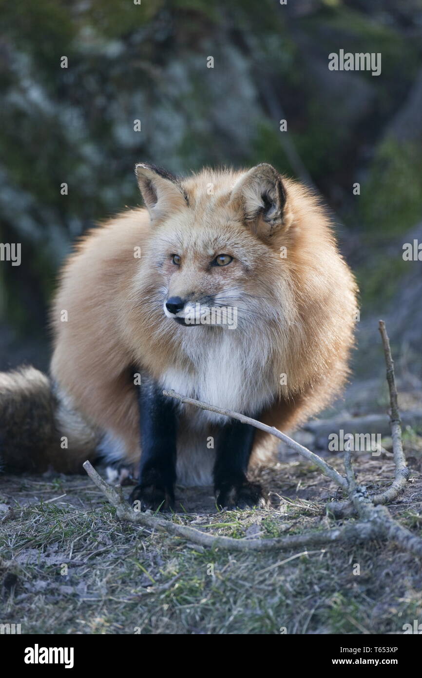 European Red Fox, Germany Stock Photo - Alamy