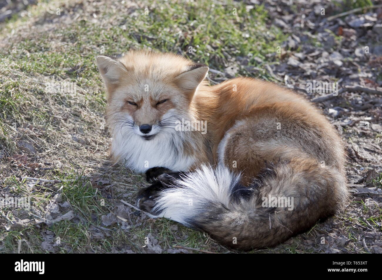 European Red Fox, Germany Stock Photo - Alamy