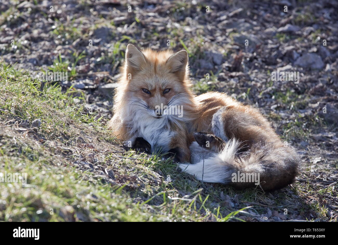 European Red Fox, Germany Stock Photo - Alamy