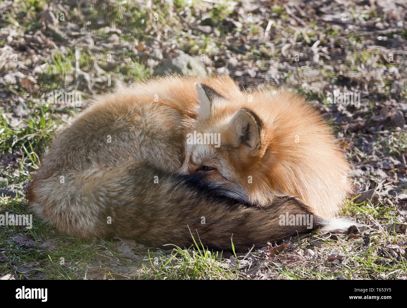European Red Fox, Germany Stock Photo - Alamy