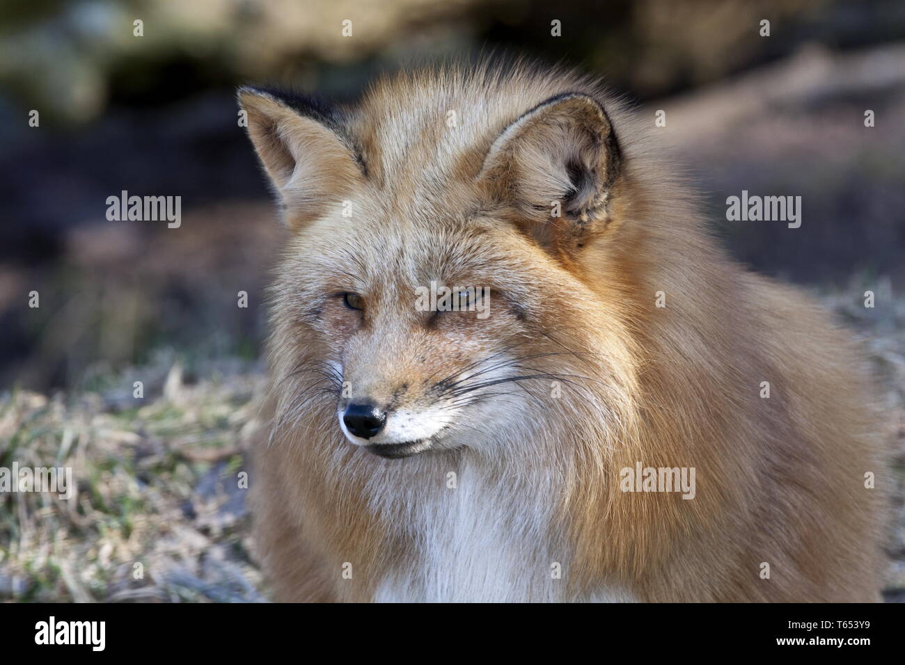 European Red Fox, Germany Stock Photo - Alamy