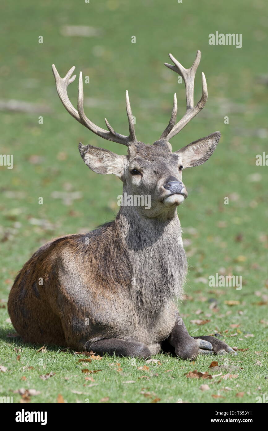 Europe deer hi-res stock photography and images - Alamy
