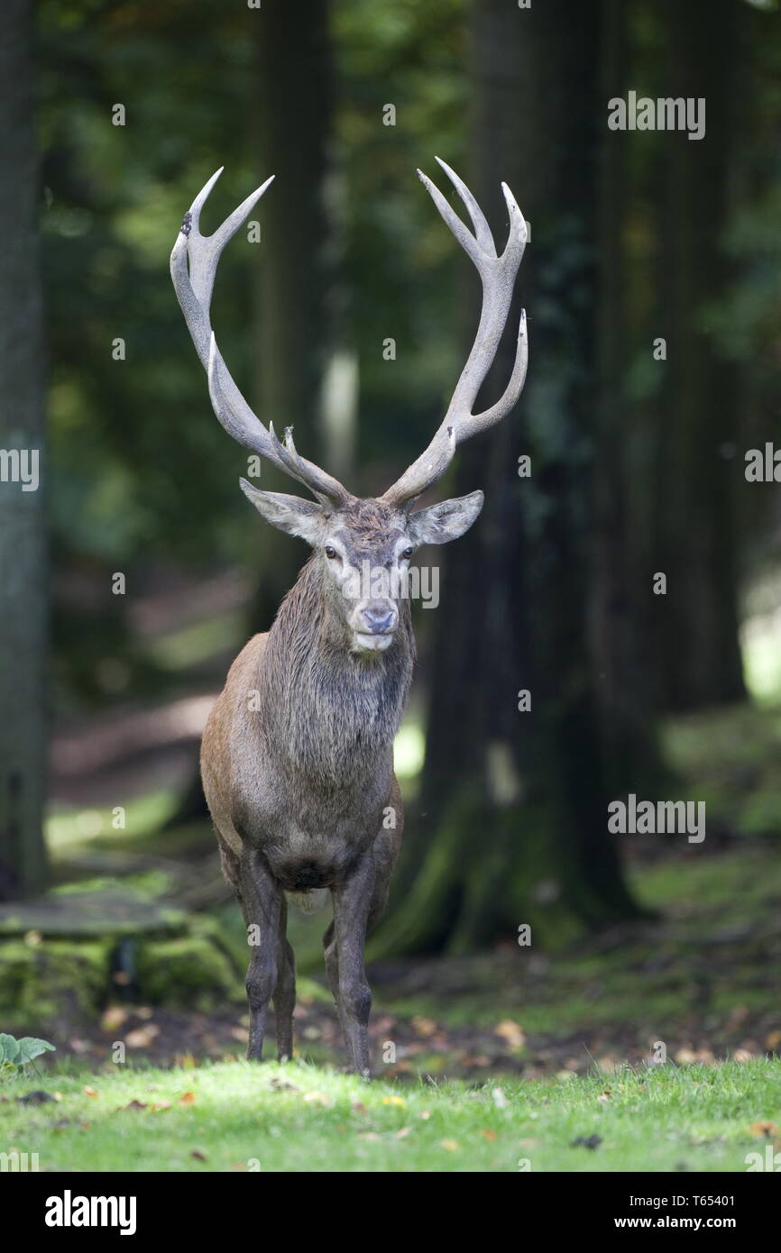 Europe deer hi-res stock photography and images - Alamy