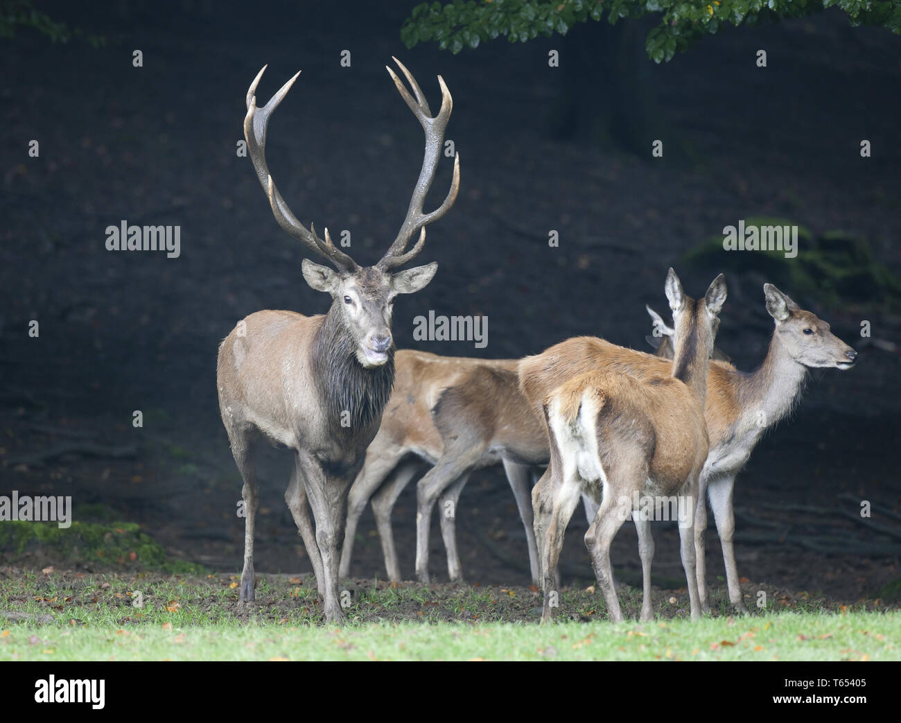 Deer of europe hi-res stock photography and images - Alamy