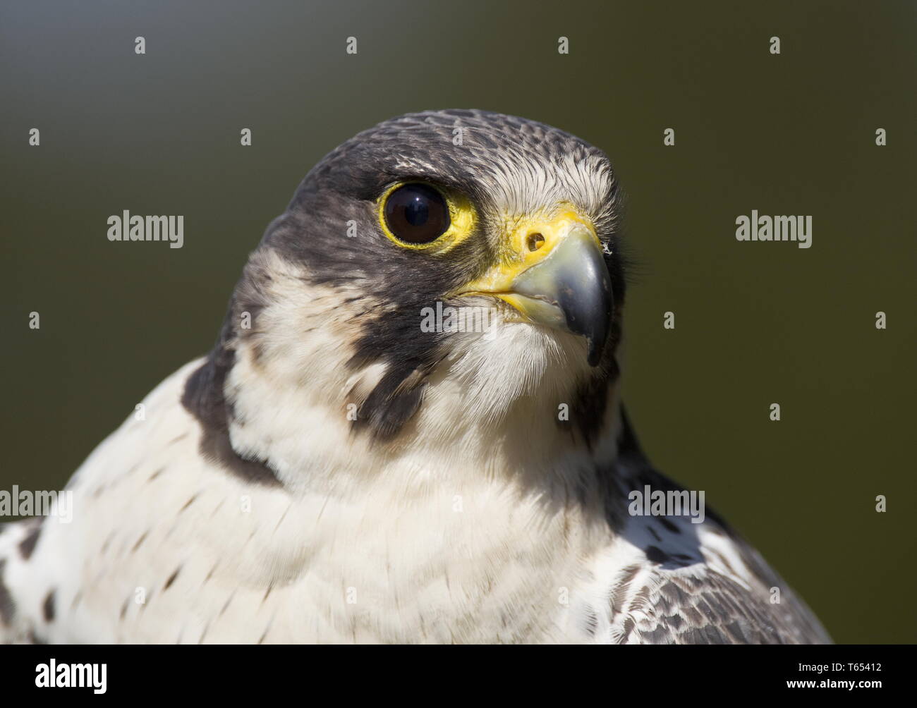 Peregrines falcon hi-res stock photography and images - Alamy