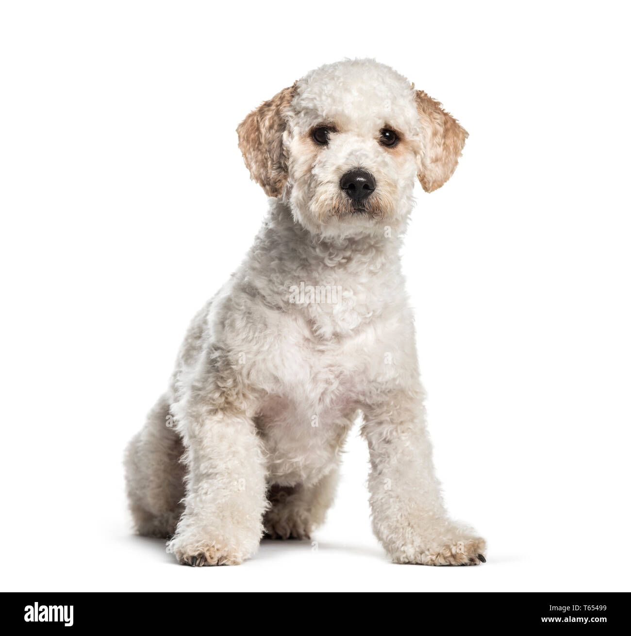 Labradoodle, 1 year old, sitting in front of white background Stock ...