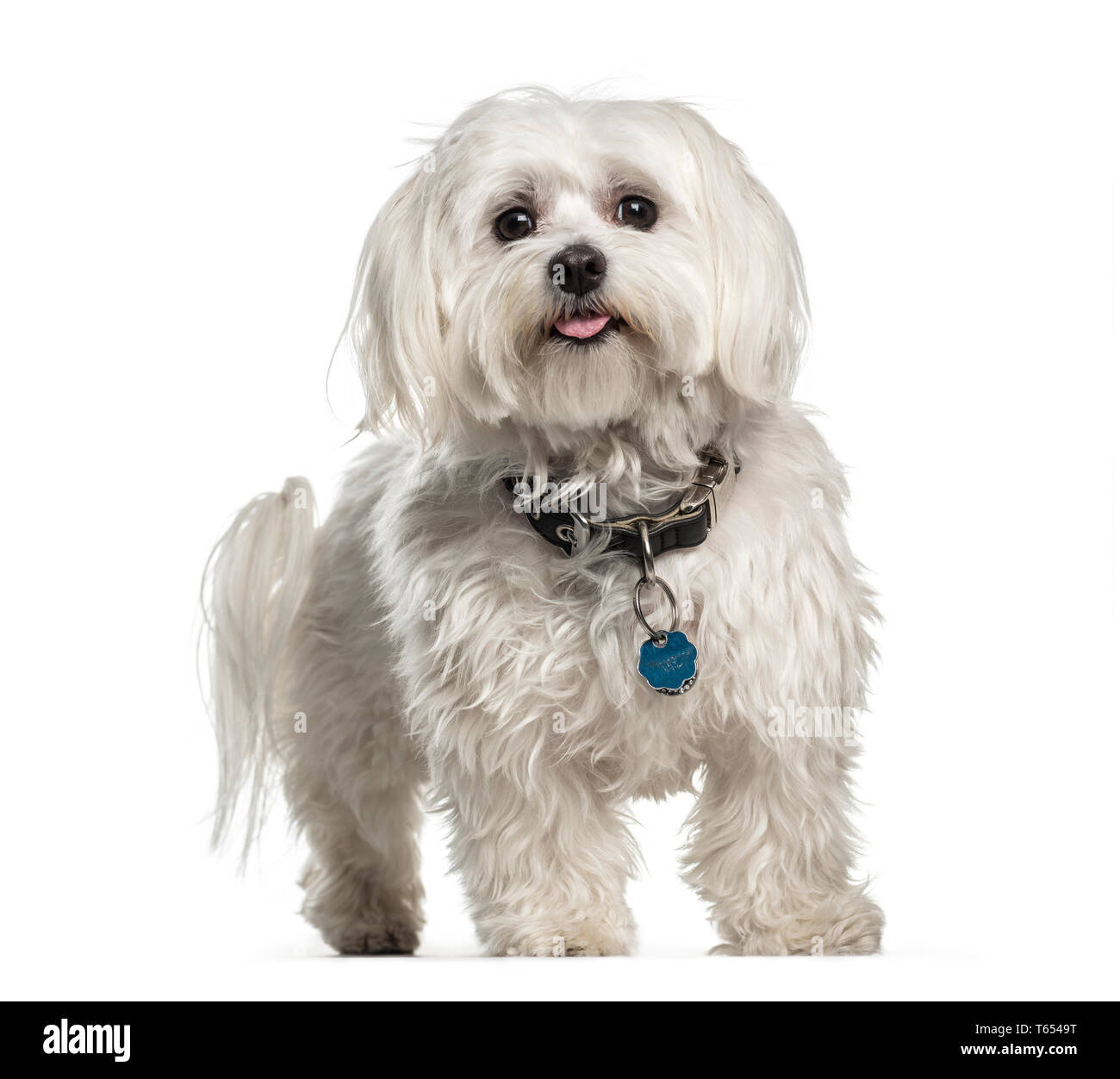 Maltese, 1 year old, in front of white background Stock Photo - Alamy