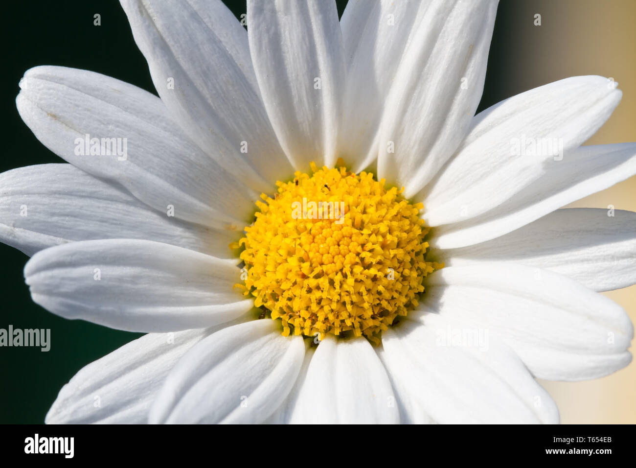 French Daisy High Resolution Stock Photography and Images - Alamy
