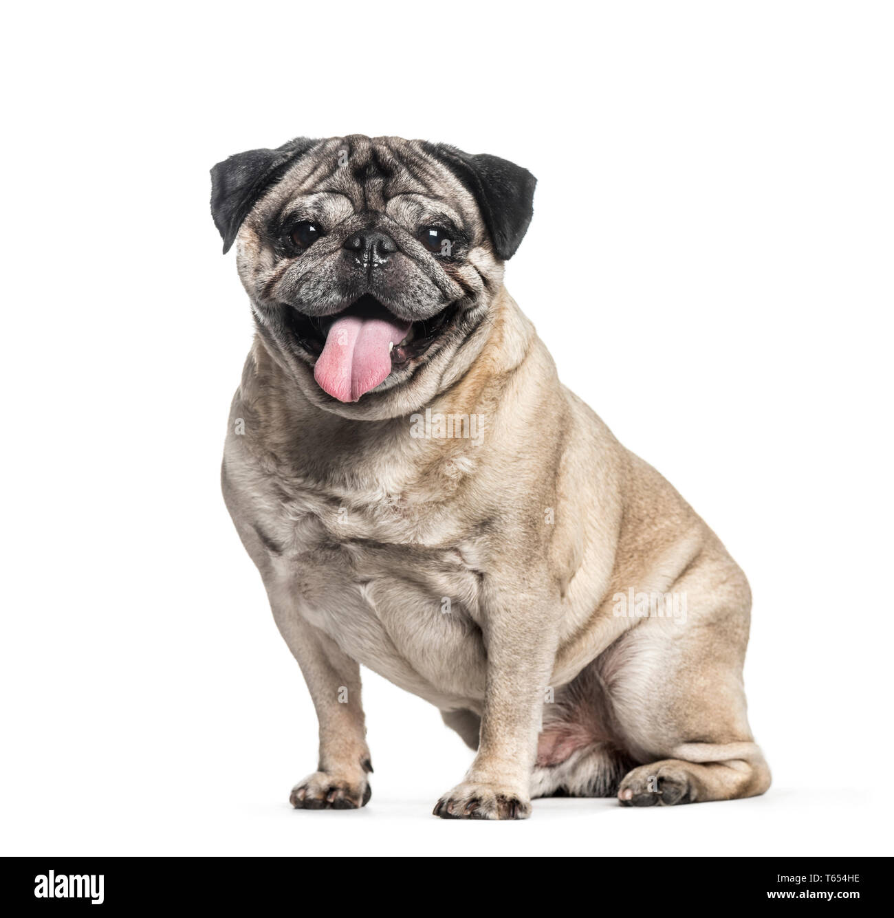 Pug, 7 years old, sitting in front of white background Stock Photo - Alamy