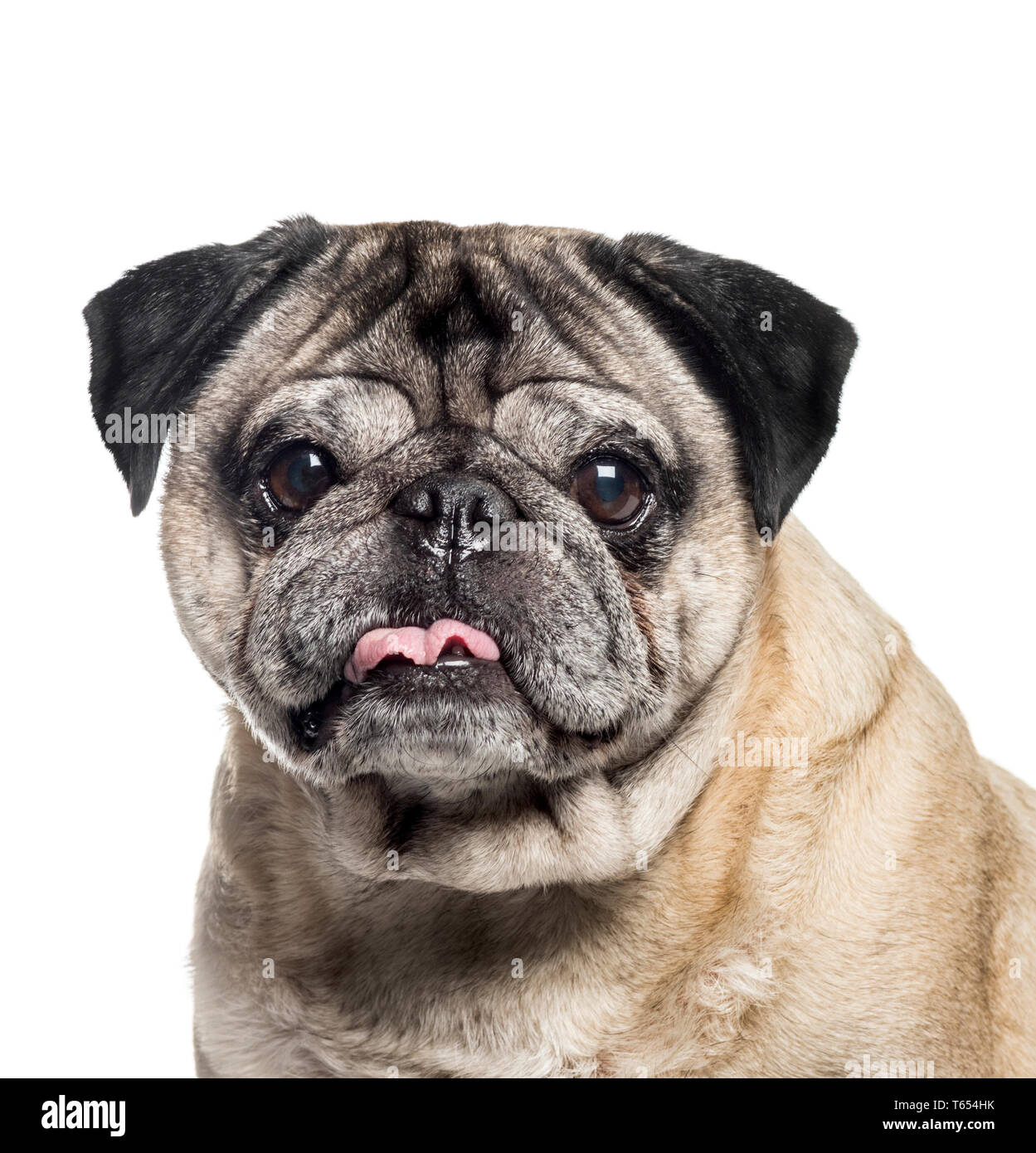 Pug, 7 years old, in front of white background Stock Photo - Alamy