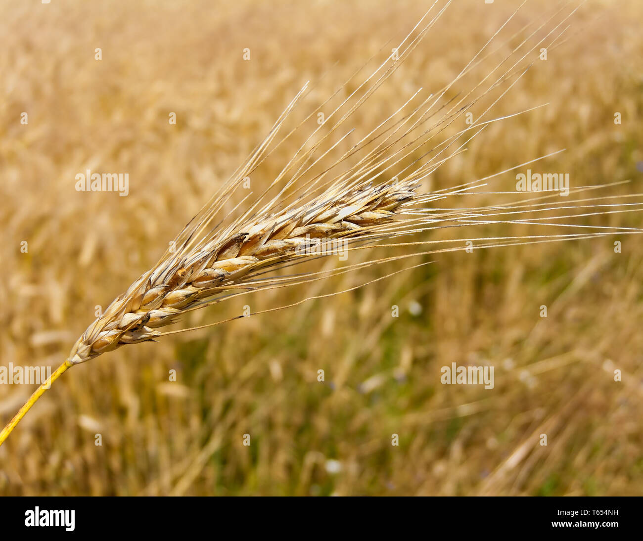 Barley, Hordeum vulgare Stock Photo - Alamy