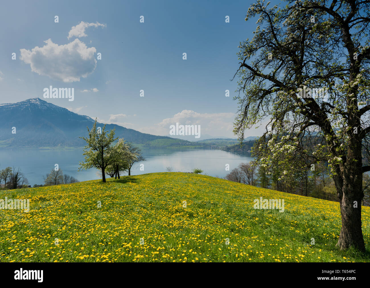 beautiful landscape with green fields and blossoming flowers and trees ...