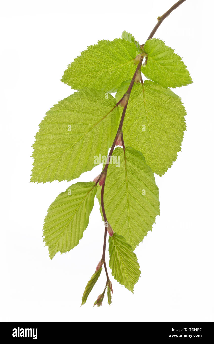 Young beech tree leaves Cut Out Stock Images & Pictures - Alamy