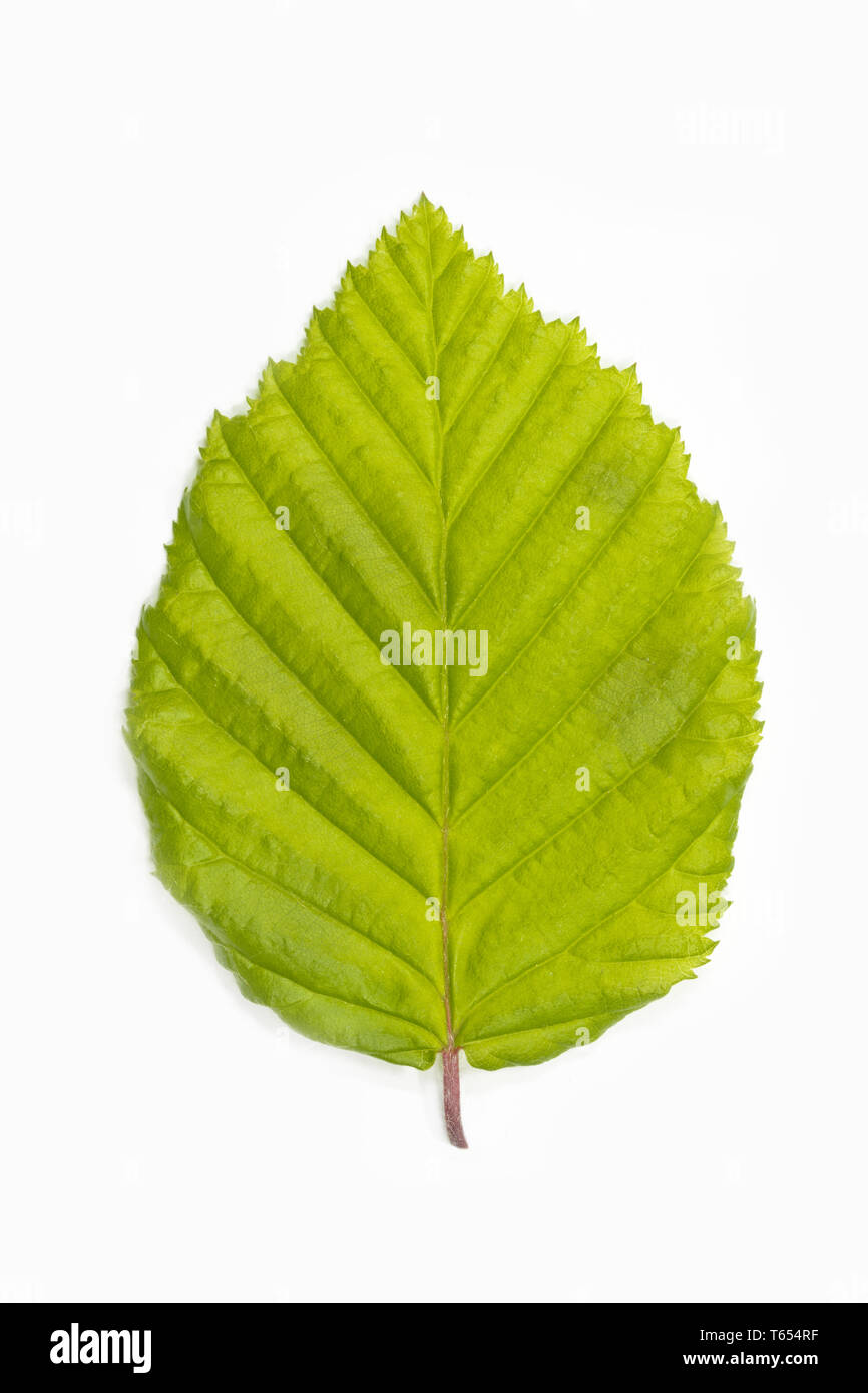 Beech leaf hi-res stock photography and images - Alamy