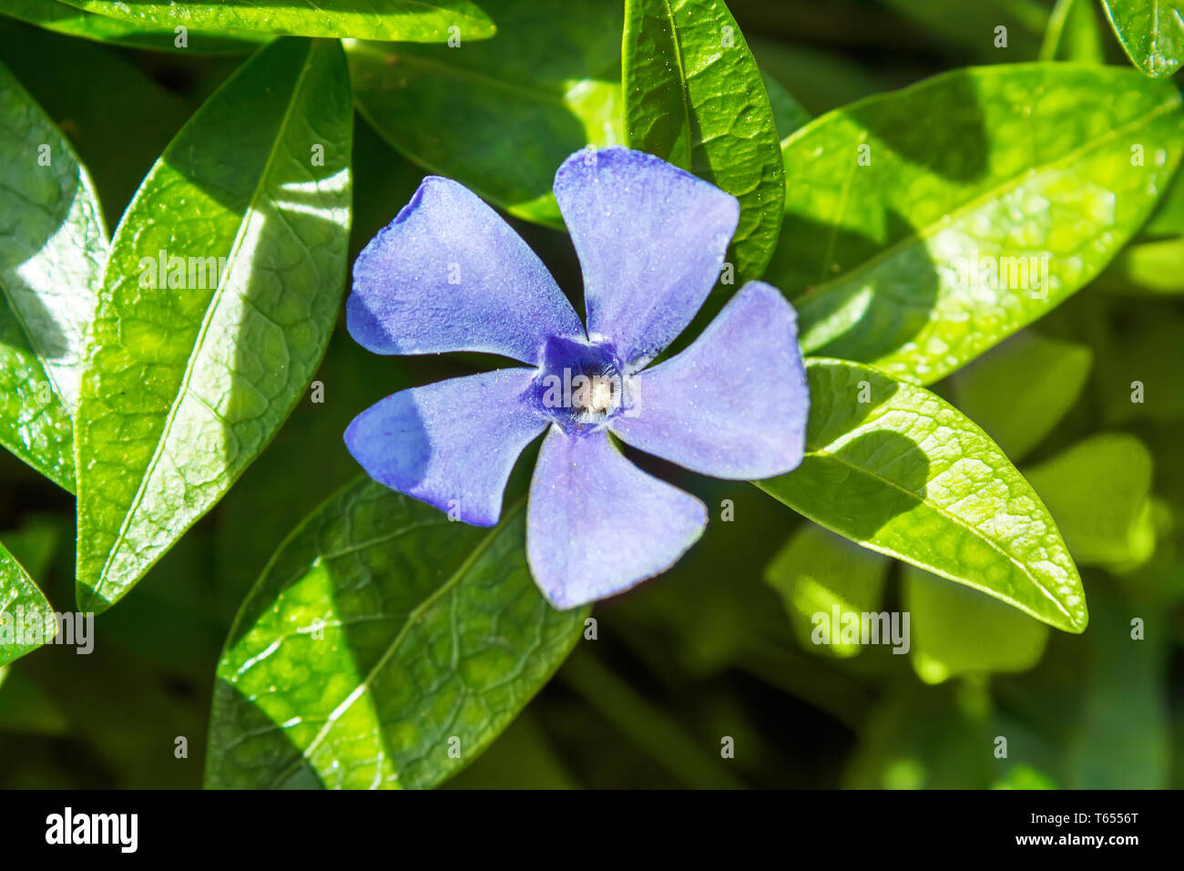 Periwinkle growing in nature hi-res stock photography and images - Alamy