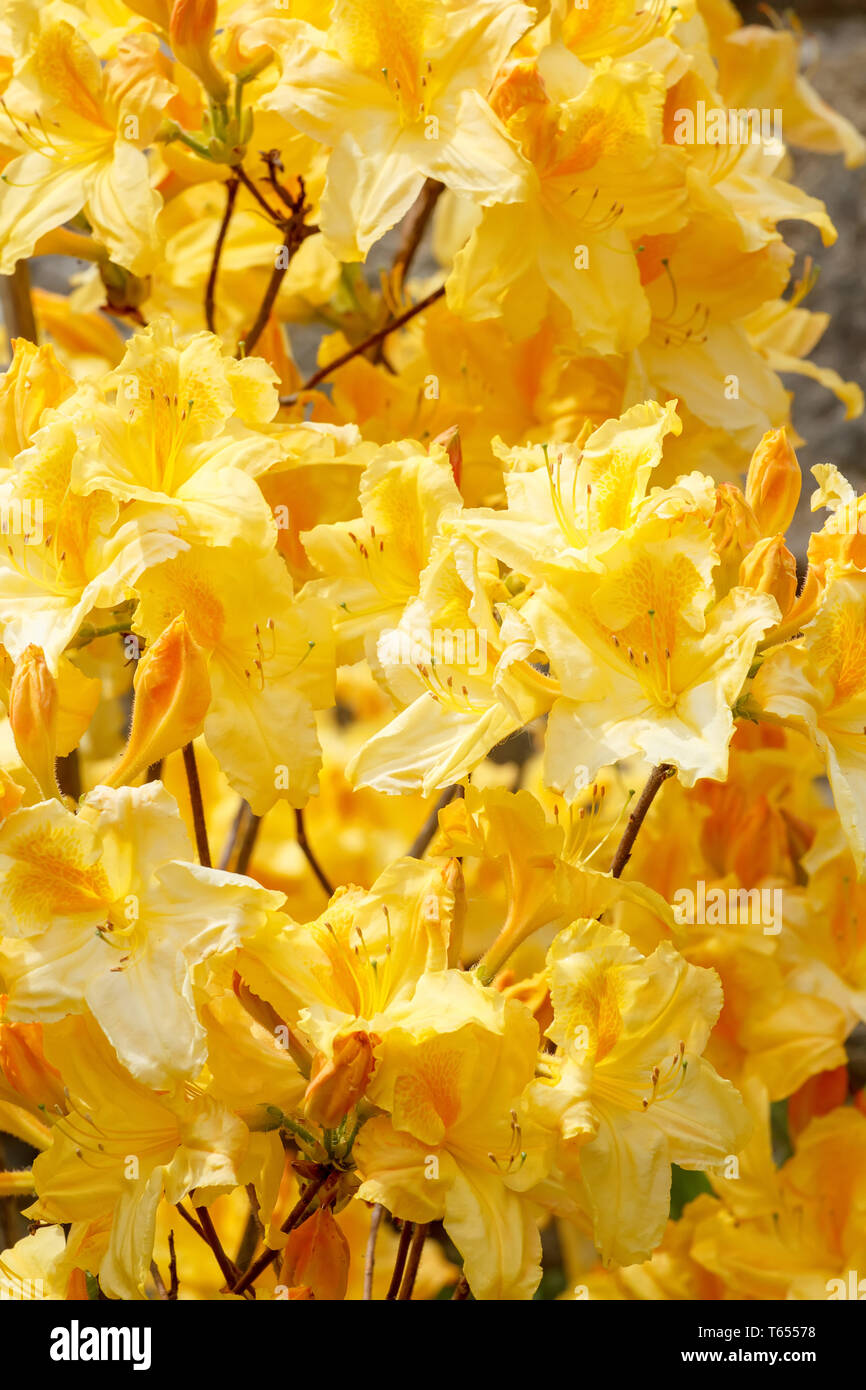 Yellow azalea rhododendron flowers in full bloom Stock Photo - Alamy