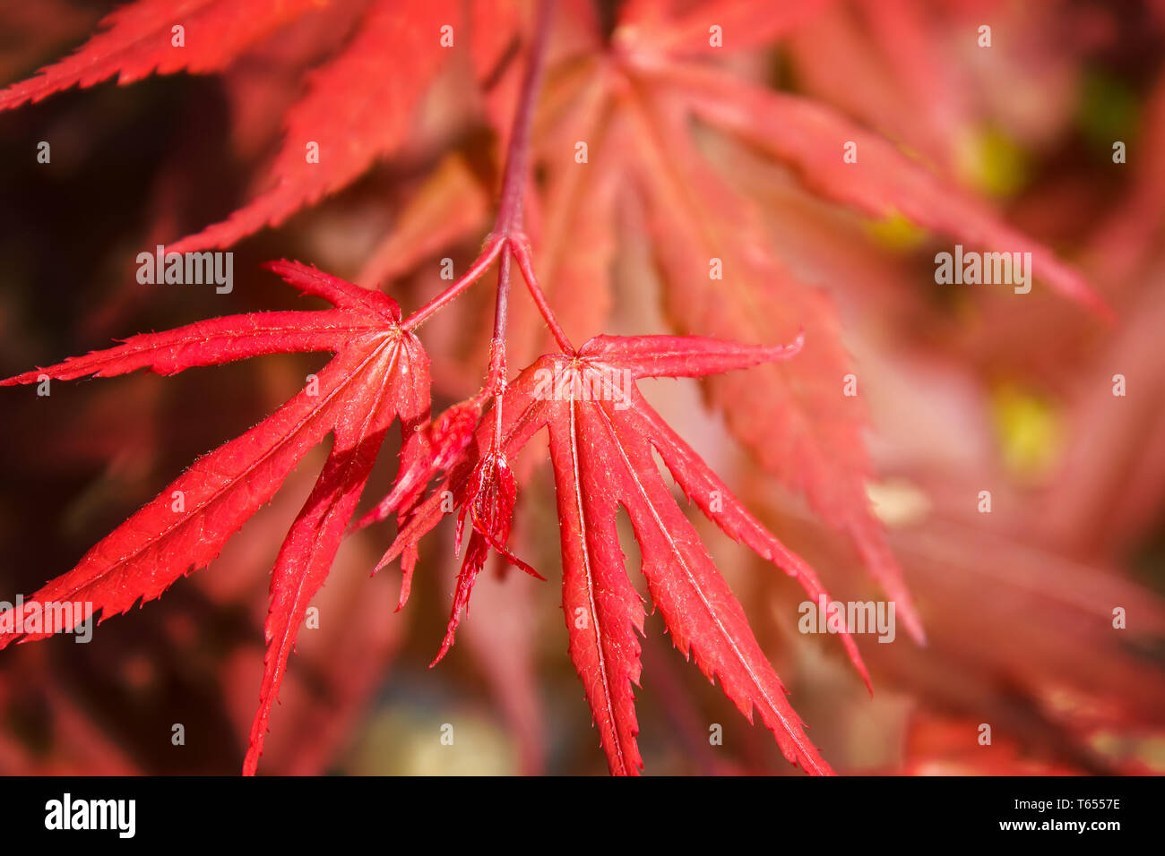 natural red maple leaf background Stock Photo - Alamy