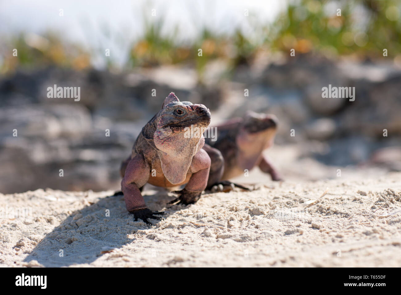 two exuma island iguanas in the bahamas Stock Photo - Alamy