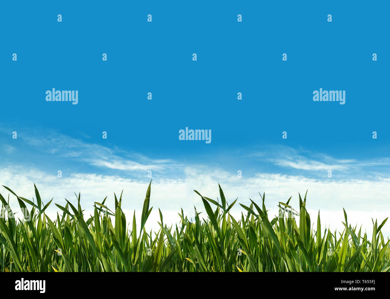 spring landscape with green grass and blue sky with clouds Stock Photo ...