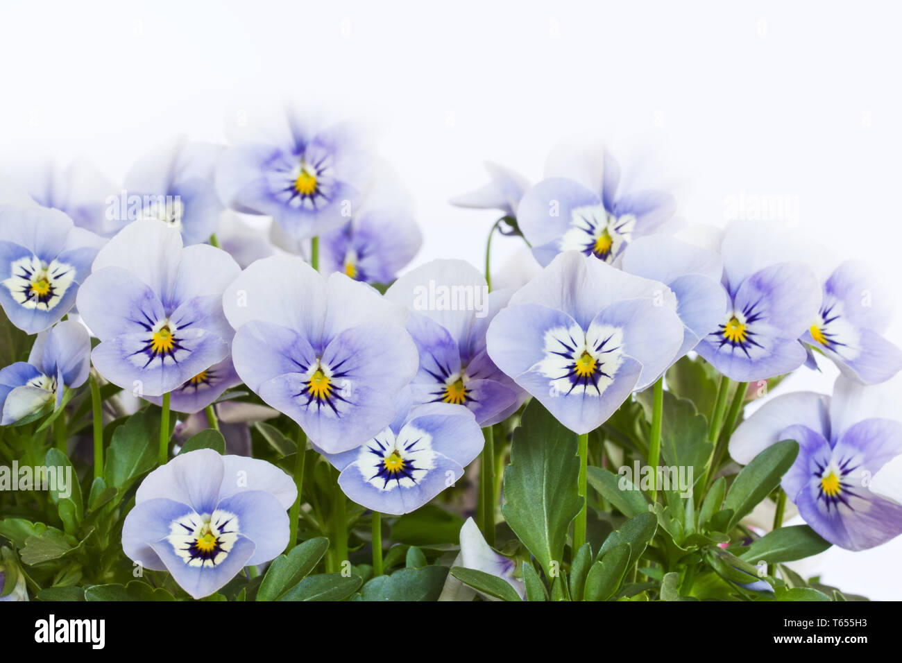 Horned or Tufted Pansy Stock Photo - Alamy