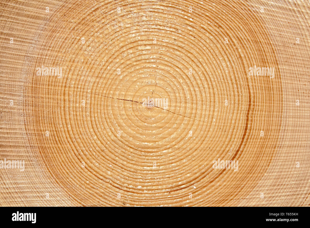 slice of wood timber Stock Photo - Alamy