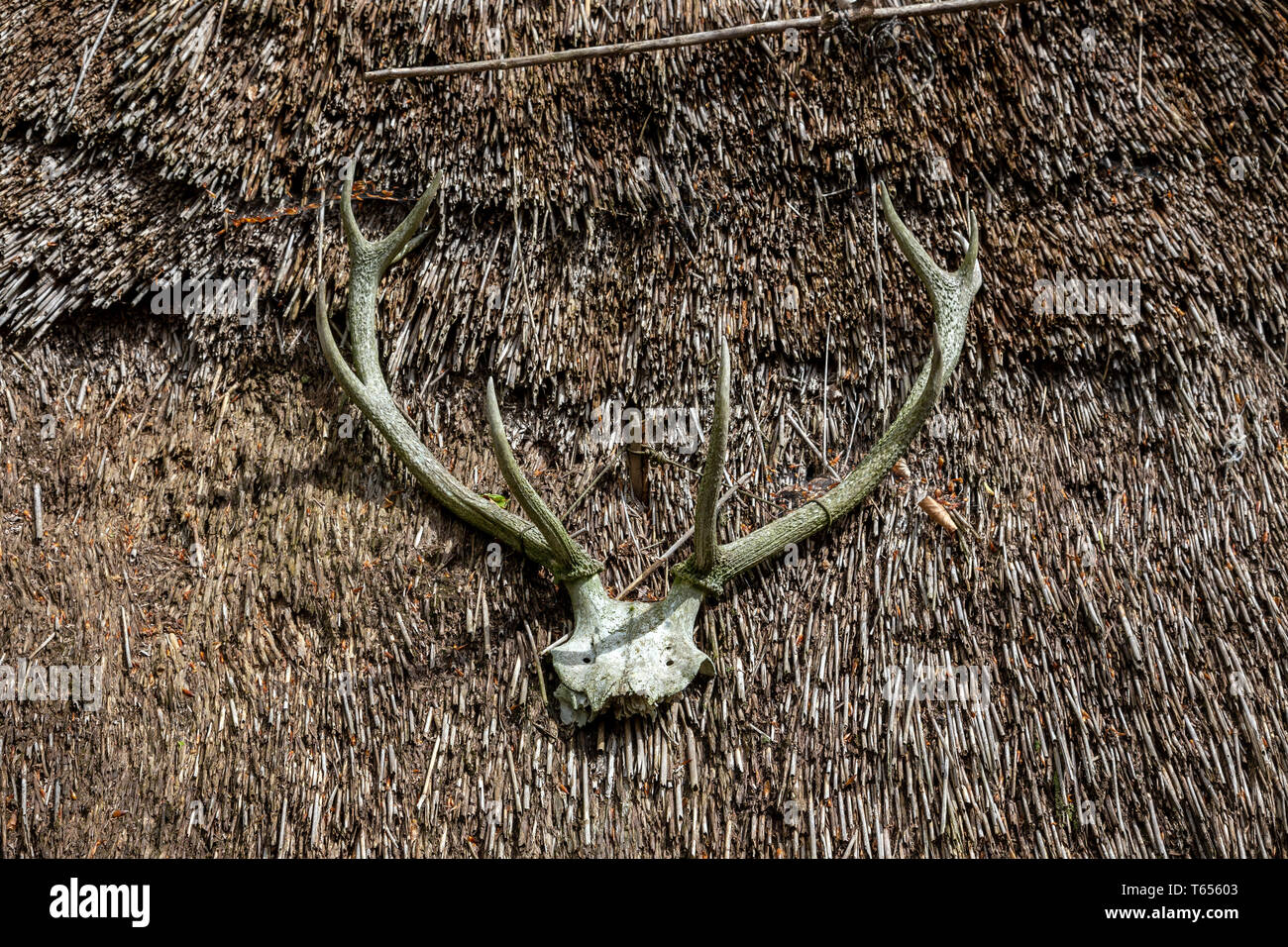 Body of animal hi-res stock photography and images - Alamy
