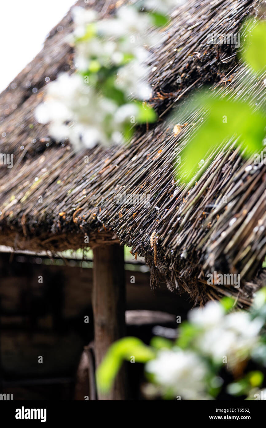 Thatched Roof, Mature Adult, Roof Thatcher, Roofer, Straw, Activity ...